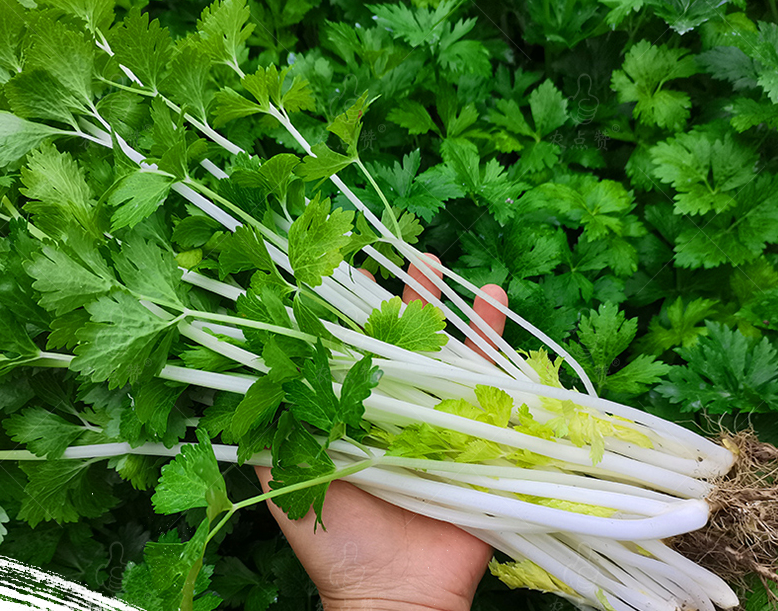 Sijixiang White Celery Parsley Seeds Chinese Vegetable Seeds